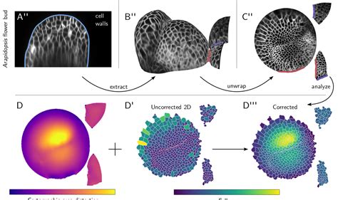 10 3D Image Analysis With Cartographic Projections Blender Tissue