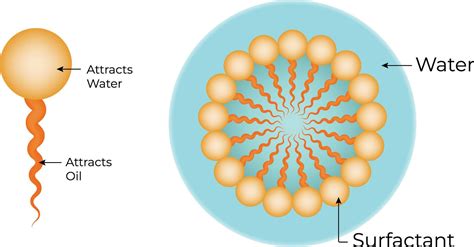 Micelle Structure Science Design Illustration Diagram 67161618 Vector Art At Vecteezy