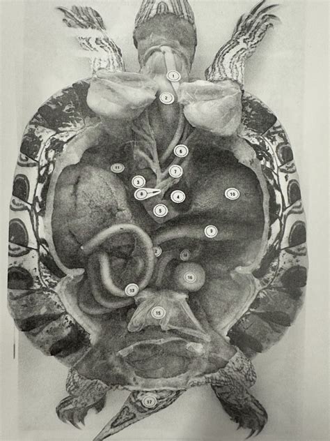 bsc2011l lab 10 turtle anatomy structures and functions diagram