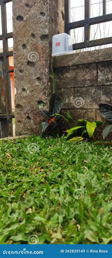 Growth Grass Garden Stock Image Image Of Woodland House 262839149