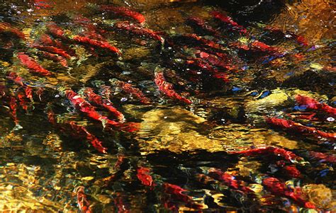 Kokanee Salmon At Taylor Creek Via Sr 89 In South Tahoe Tahoe Trail