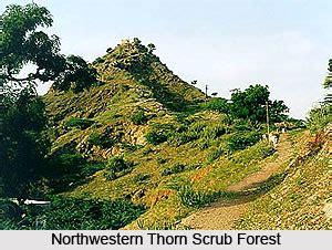 Northwestern Thorn Scrub Forests In India