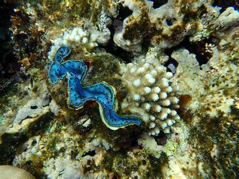 Almeja De Moluscos Bivalvos Máximos O Almeja Gigante Pequeña Tridacna