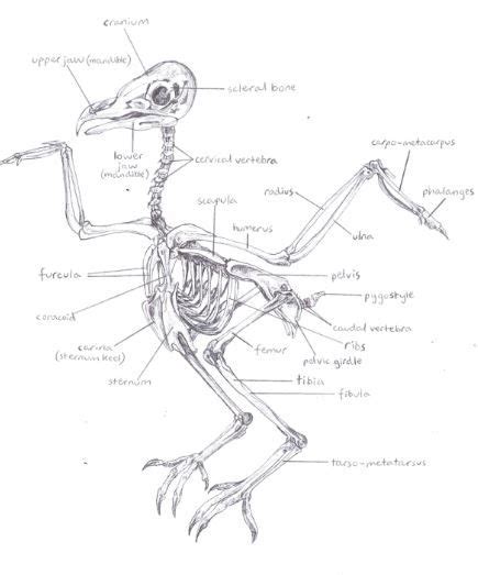 Nancy Rothwell Award 15 18 Year Old Category Barn Owl Skeleton By