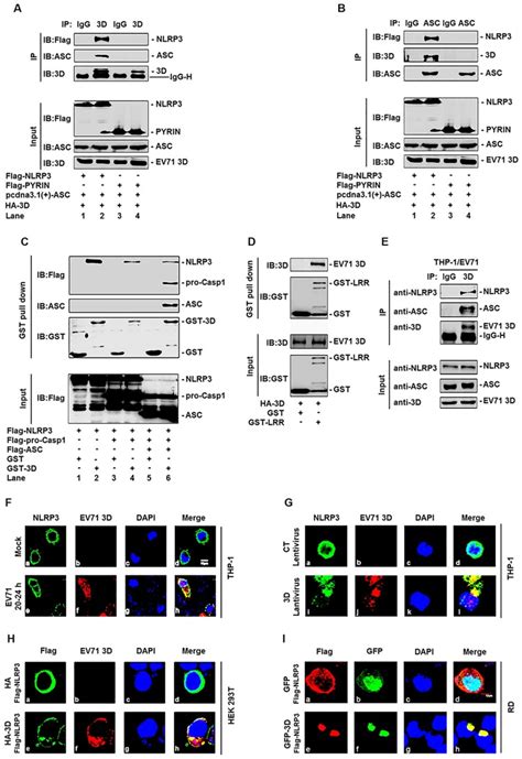 Ev71 3d Protein Binds With Nlrp3 And Enhances The Assembly Of
