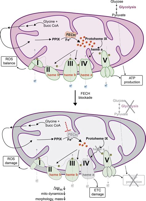 Heme Synthesis Inhibition Blocks Angiogenesis Via Mitochondrial
