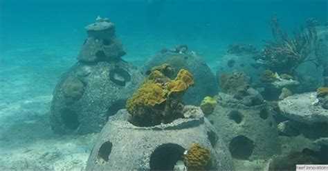 The Reef Effect How Offshore Wind Benefits Marine Life Offshore Wind Academy