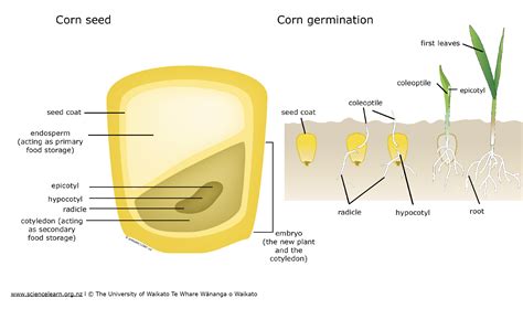 Monocot Germination