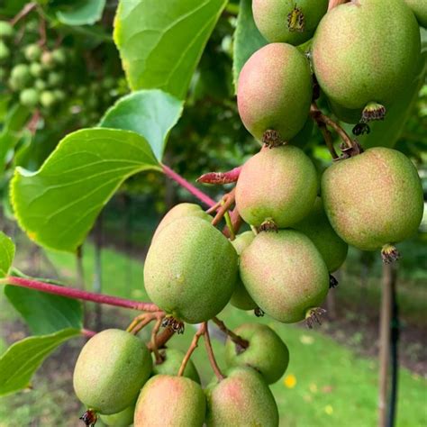 Comment planter des kiwis dans un pot étape par étape CoinBeaute