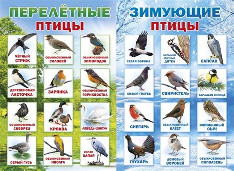 Картинки перелетные птицы 25 фото ⭐ Юмор картинки и забавные фото