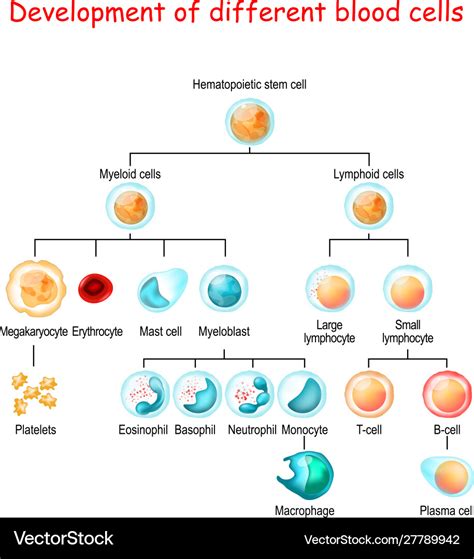Hematopoietic Stem Cell Development Royalty Free Vector