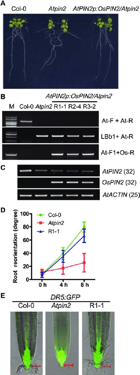 Expression Of Ospin2 Rescues The Phenotype Of The Arabidopsis Pin2 Download Scientific Diagram