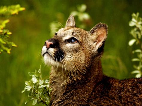 Fundo de tela Gatos Grandes Gatos Vida Selvagem Baixar Grátis
