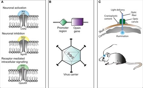 Frontiers Optogenetics As A Neuromodulation Tool In Cognitive