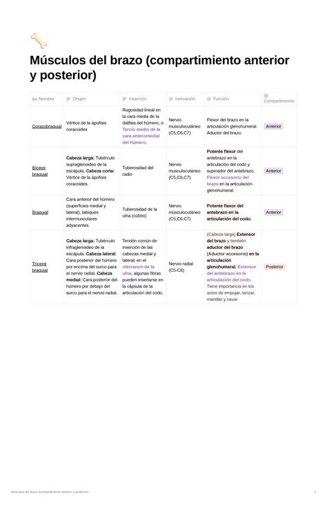 Músculos del brazo K Músculos del brazo compartimiento anterior y posterior Músculos