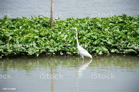 태국 논타부리의 팍 크렛 시에 있는 왓 쿠 Bittern Bird에 대한 스톡 사진 및 기타 이미지 Istock