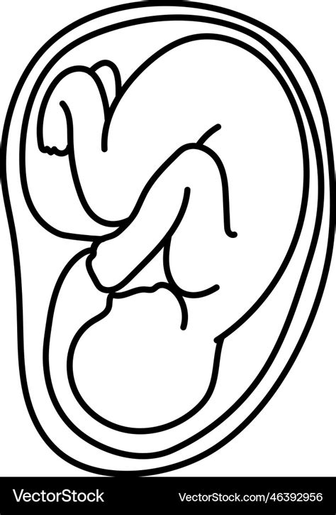 Human Fetus Development Line Art Royalty Free Vector Image