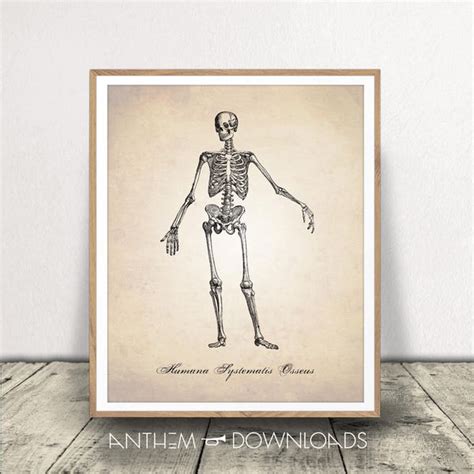 Skeletal System Printable Diagram Etsy