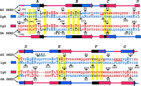 Primary Sequence Comparison Of Igg Iga And Seed C H 3 Domain Download Scientific Diagram
