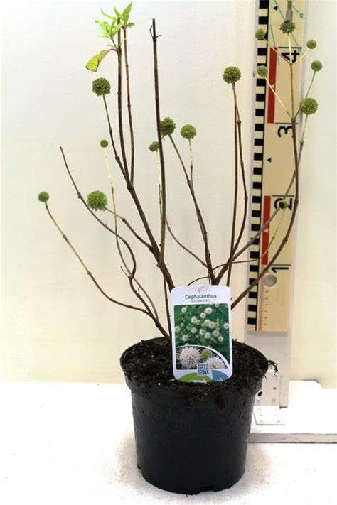 Cephalanthus Occidentalis — Plant Wholesale Floraccess