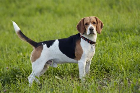 16 Least Trainable Dog Breeds Also Trusted Ones Simply For Dogs