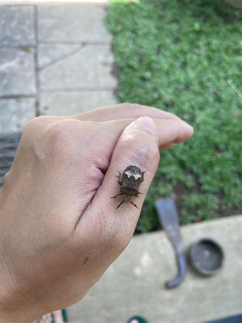 Id Needed For This Little Cutie Davao City Philippines Rwhatsthisbug