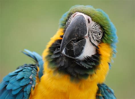 Parrot Bird Feathered Free Photo On Pixabay Pixabay
