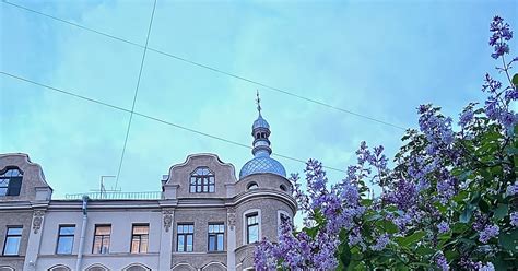 Сирень | Пикабу