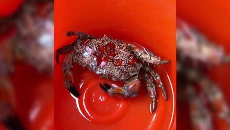 1隻可毒死上百人！ 澎湖捕獲「繡花脊熟若蟹」嚇到立刻放生