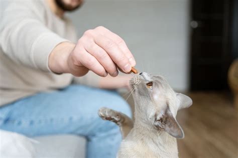 8 Diabetic Cat Treats That Vets Love Vetstreet Vetstreet