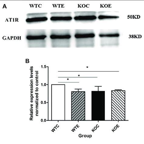 QRT PCR Results 6 8 Weeks C57 B6 Mice With Or Without Nrf2 Knockout