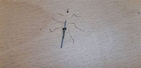 모기 새끼 다양하게 고문하는 모기 갤러리 If 인스티즈 Instiz 이슈 카테고리