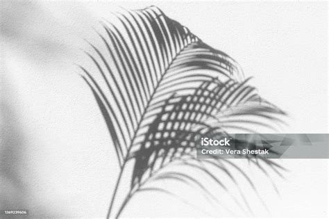 하얀 질감 벽에 야자나무 잎 검은 그림자 회색 열대 잎 은 밝은 표면에 반사 추상화 식물 가지 그늘 여름 자연 배경 흑백 천연