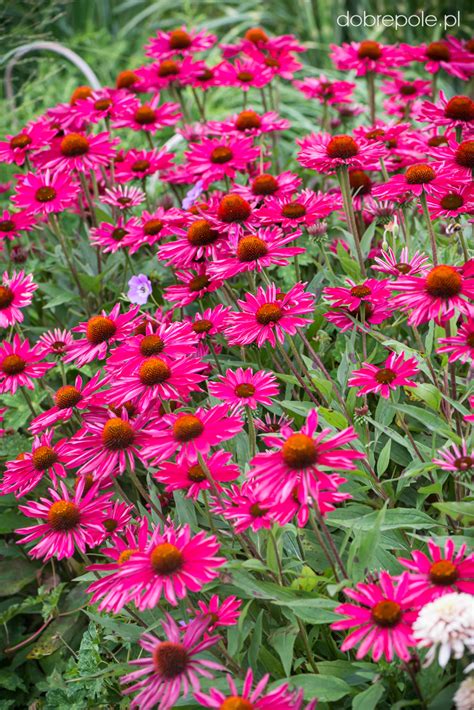 Szkółka Bylin Dobrepole Echinacea Kismet Raspberry Jeżówka