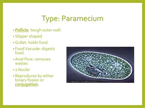 Introduction To Microscope And Types And Classification Of Protozoans Ppt