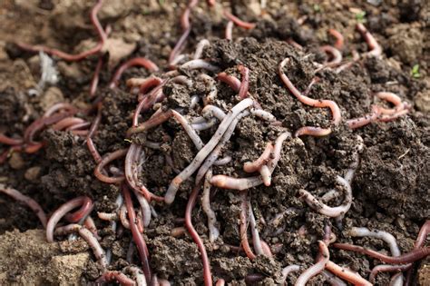 Vermicomposting Worm Types What Are The Best Worms For Compost Bin Gardening Know How