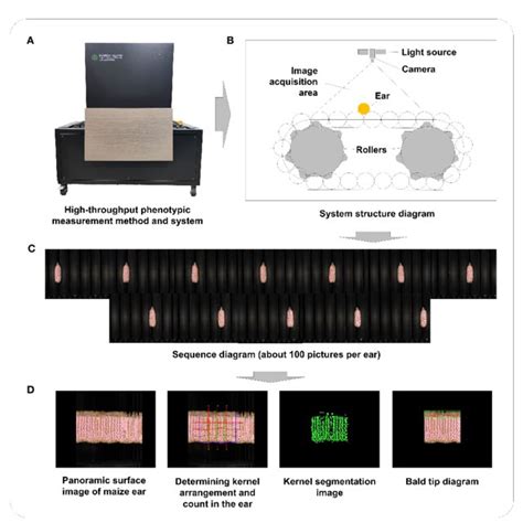 Flowchart Of Conducting High Throughput Phenotypic Measurements Of