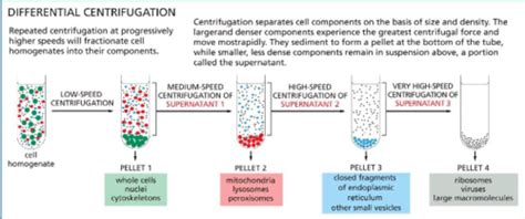 Molec Cell Ch 4 Pt 2 Flashcards Quizlet