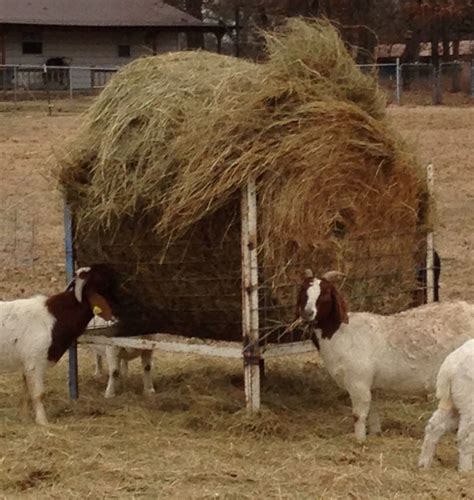 Our Version Of A Home Made Round Bale Feeder Goat Feeder Round Bale Feeder Goats