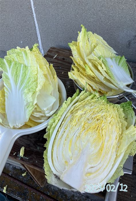 自家製白菜キムチ作るなら「干して」からがおすすめ 小庭菜園〜自然農法でやさい作り