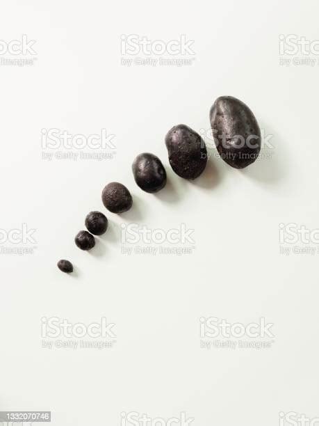 흰색 배경에 고립 된 어두운 보라색 셰틀랜드 검은 감자의 다양한 크기 0명에 대한 스톡 사진 및 기타 이미지 0명 건강한