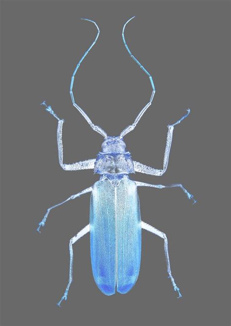 Wall Art Insect Evolution By Shot By Clint Premium Poster A4 21 X 30 Cm