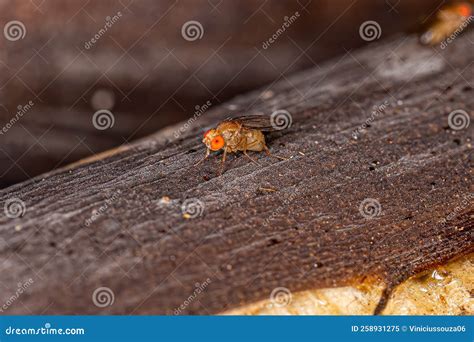 Adult Small Fruit Fly Stock Image Image Of Pest Banana 258931275