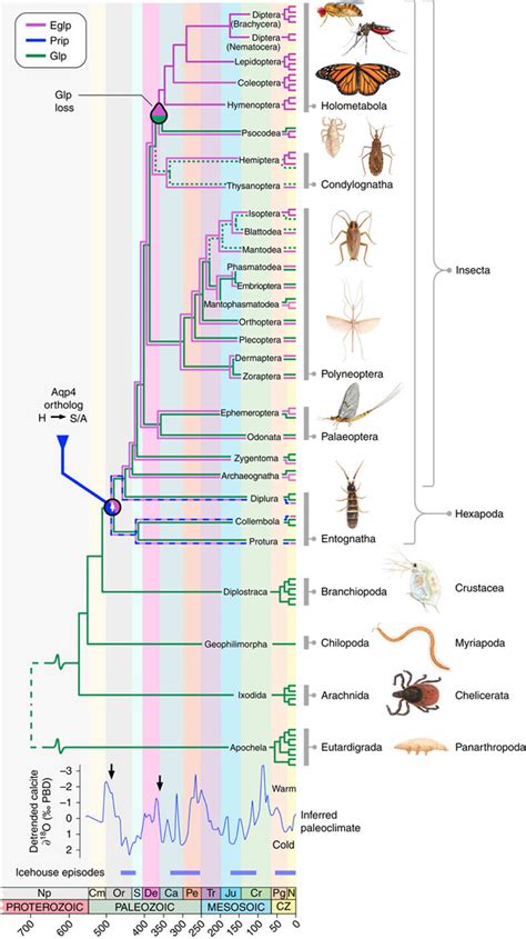 Descubiertos Unos Genes Que Podrían Explicar El éxito Evolutivo De Los