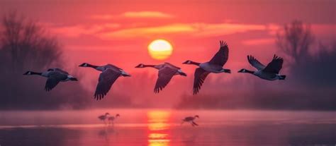Canadian Geese Flying At Sunset Over A Misty Lake Premium Ai