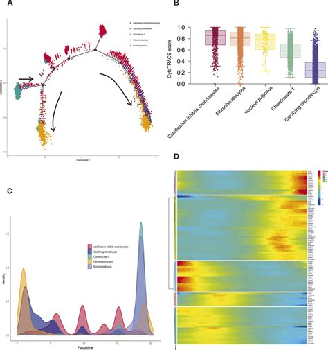 Monocle Pseudo Time Trajectory A Monocle Pseudo Time Trajectory Download Scientific Diagram