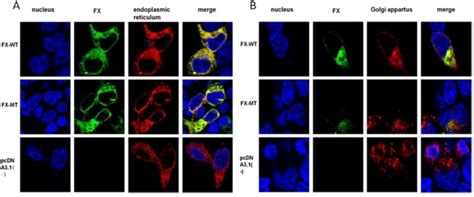 Subcellular Localization Of Recombinant Fx Protein With The Endoplasmic