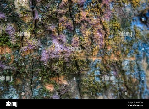 This Unique Photo Shows The Wooden Structure Of A Tree Bark This Picture Was Taken On An Island