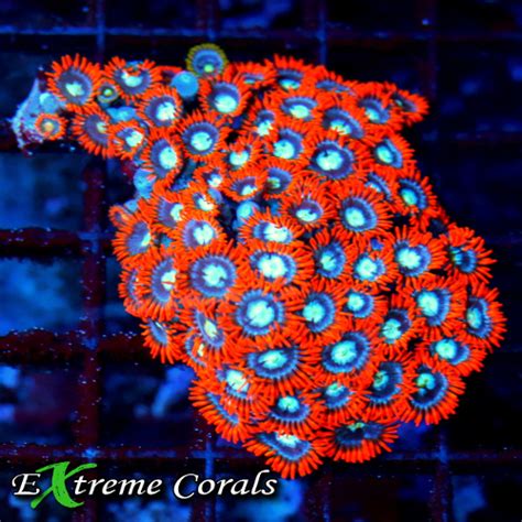Extreme Corals Blog Reef Tank Tips Coral Care Guides And Latest Updates