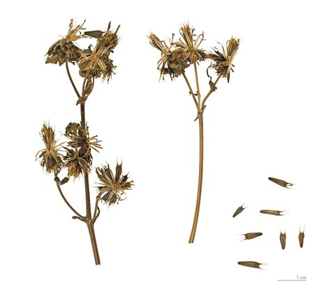 Seed Dispersal How Do Plants Spread Their Seeds Owlcation